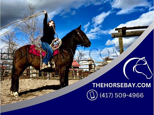 Morgan Cross Trail Ranch Gelding