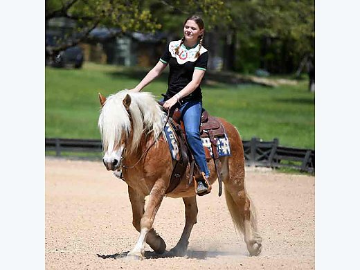 Halflinger Horse Chestnut