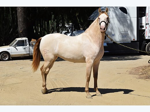 PRE Andalusian Perlino Filly
