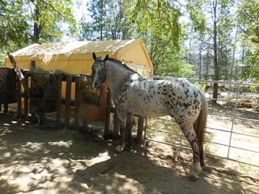 Reg. Leopard Stallion