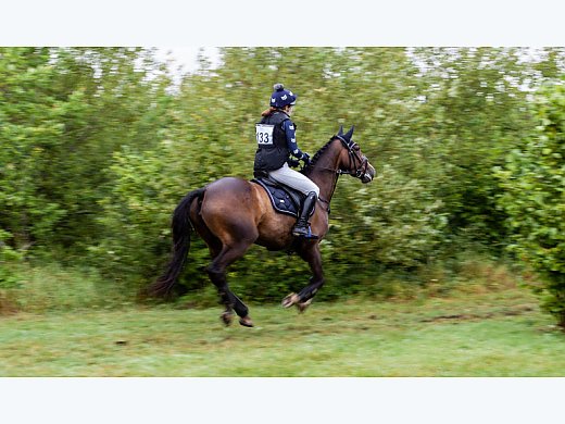 OTTB Eventing Gelding