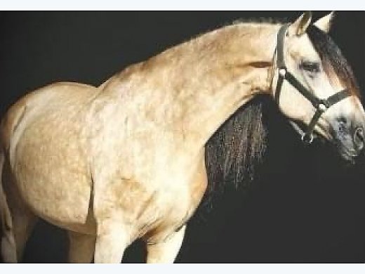 Gorgeous Warlander Mare