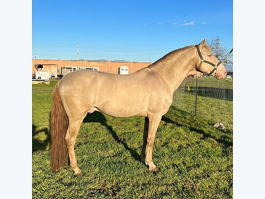 Perlino Stallion Ancce