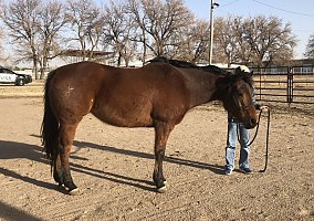 2014 AQHA Bay Mare