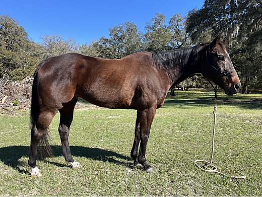 Appendix Gelding For Sale
