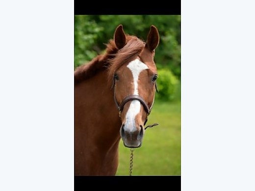FOR Lease- 10 yr old Chestnut Gelding