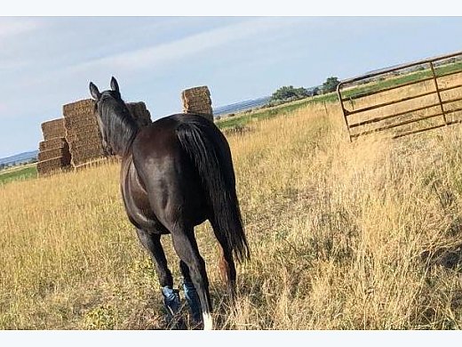 Black Mare