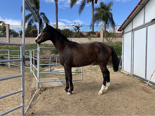 17 Hand Thoroughbred