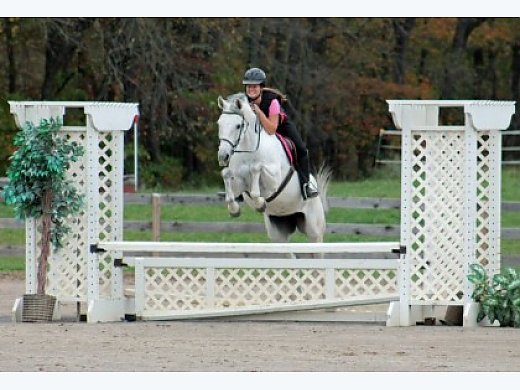 17H, 11 Year old Beautiful Grey Appendix Mare. Wonderful Hunter Jumper ...