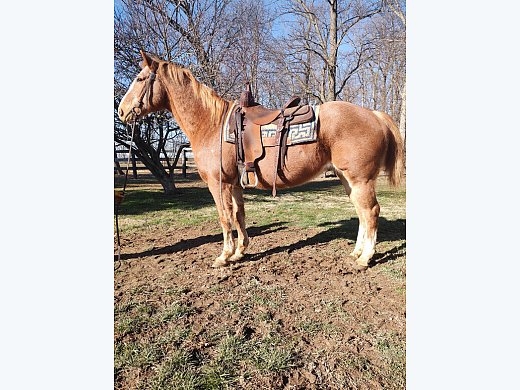 Red Roan Quarter Horse Gelding
