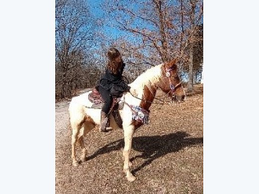 Gaited Trail Horse!