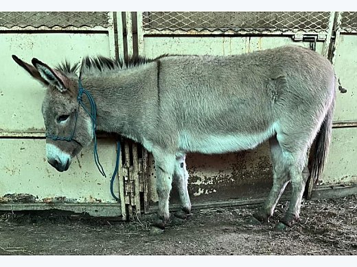 10 Hand Jenny Donkey