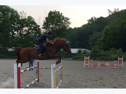 2005 Oldenburg Chestnut Gelding 16.3 Hands