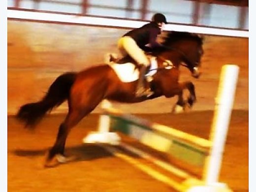 Shire TB Cross Lovely Gaits With Great Jump