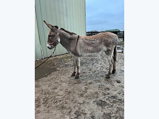 12 Hand Jenny Donkey
