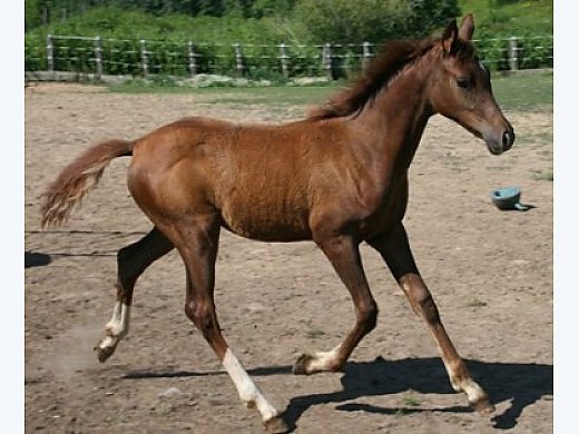 Beautiful Chestnut Quarab