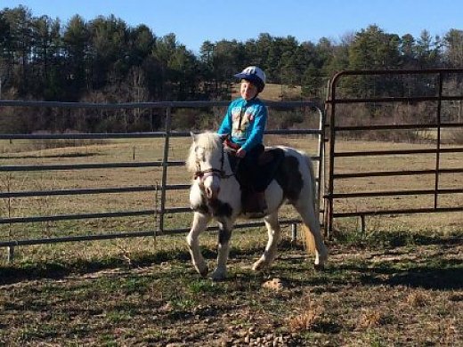 Beautiful Registered American Shetland Pony Mare