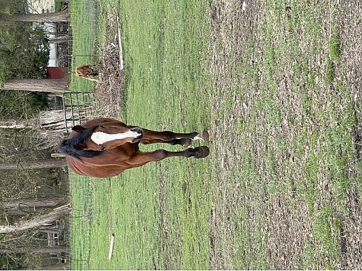 Registered Arabian Mare