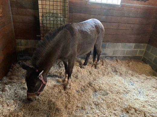 Pair Of Working Mules