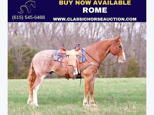 RED Roan Clyde Cross