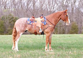 RED Roan Clyde Cross