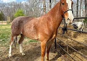 RED Roan Clyde Cross