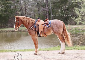 RED Roan Clyde Cross