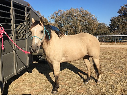 Solid Ranch Gelding