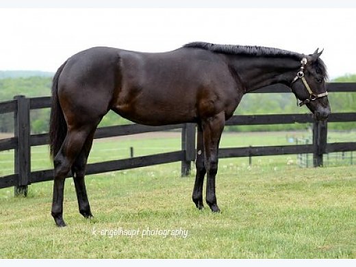 AQHA Black Filly In Training