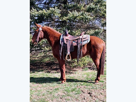 Missouri Foxtrotter Gelding