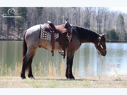 Registered Gypsy Quarter Cross