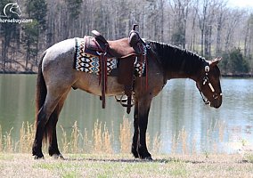 Registered Gypsy Quarter Cross