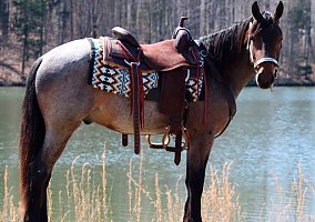 Registered Gypsy Quarter Cross