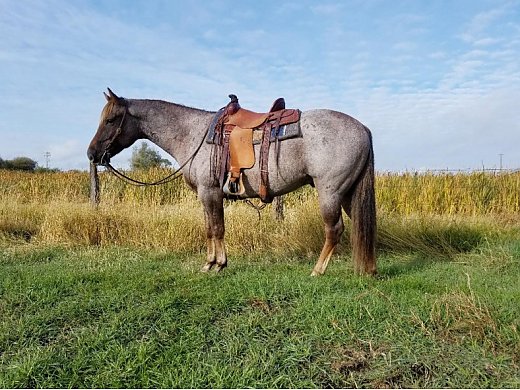 5 Yr Old Red Roan Gelding