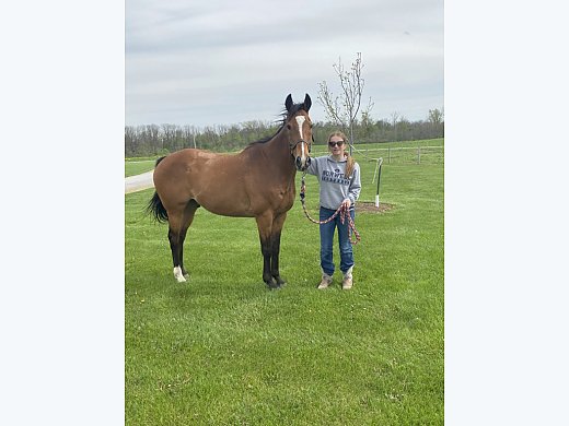 Bay Gelding Thoroughbred