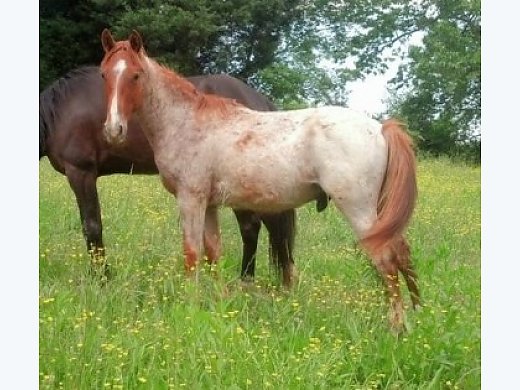 Gorgeous True Red Roan TWH Stud Colt