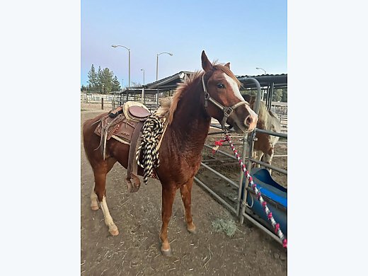 Handsome Yearling Colt for Sale