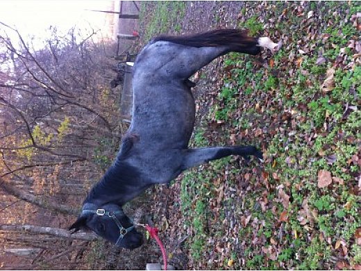 Reg. TWH True Blue Roan Stud Colt