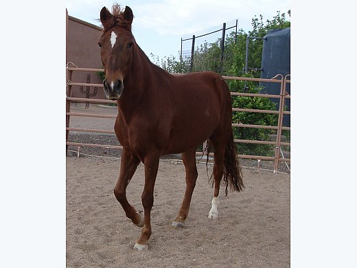 Smooth Riding Peruvian Paso
