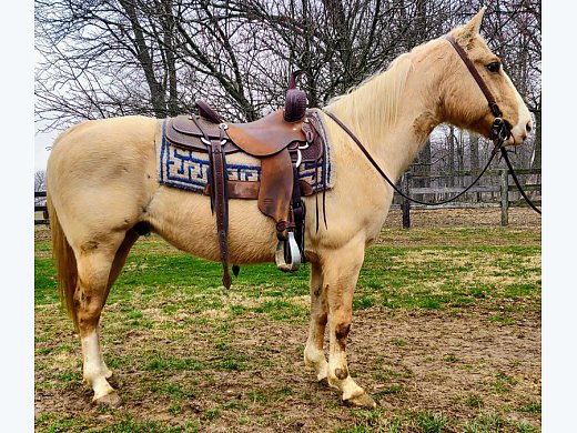 Palomino Gelding