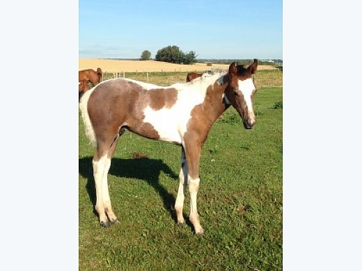 Beautiful Tobiano Arabian Yearling