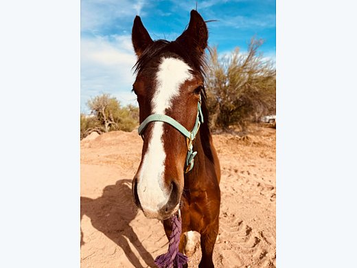 Bay Yearling