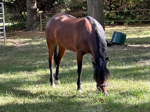 Cute Mustang Bay Mare