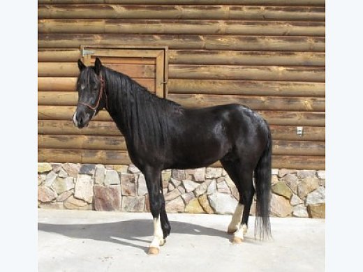 Rocky Stallion At Stud