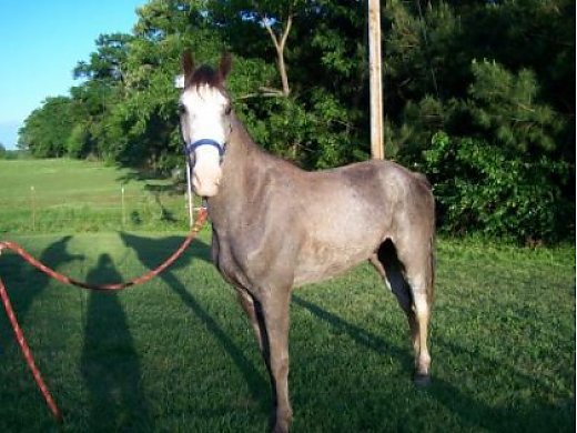 Beautiful Grey Roan Gaited Gelding 3yr