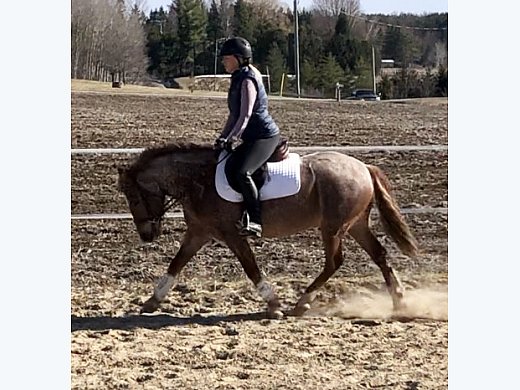 Excellent Large Pony Gelding