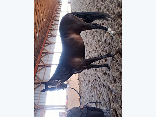 16.3h Dark Bay OTTB Throughbred