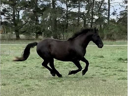 Friesian Morgan Cross