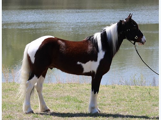 Gypsy X Spotted Draft Gelding