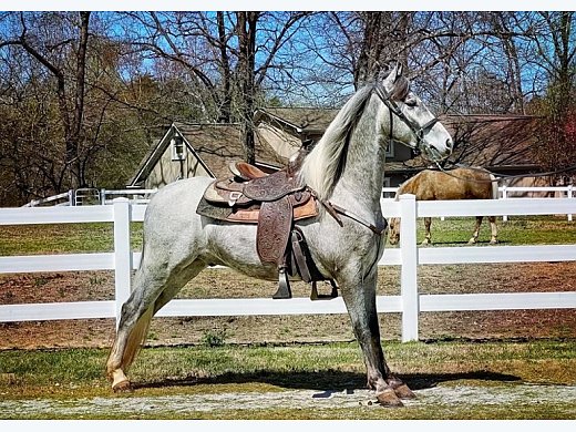 Tennessee Walker Trail Gelding